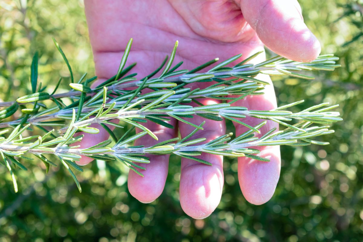 Rosemary, Cloves, and Hibiscus: The Trio for Stronger Hair - Beauty360
